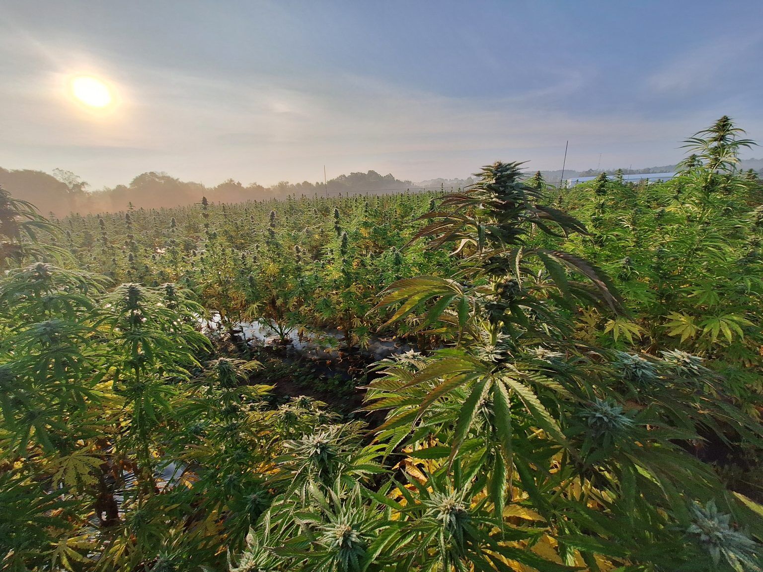 Cannabis Clones For Sale Ontario | Kingston Cannabis